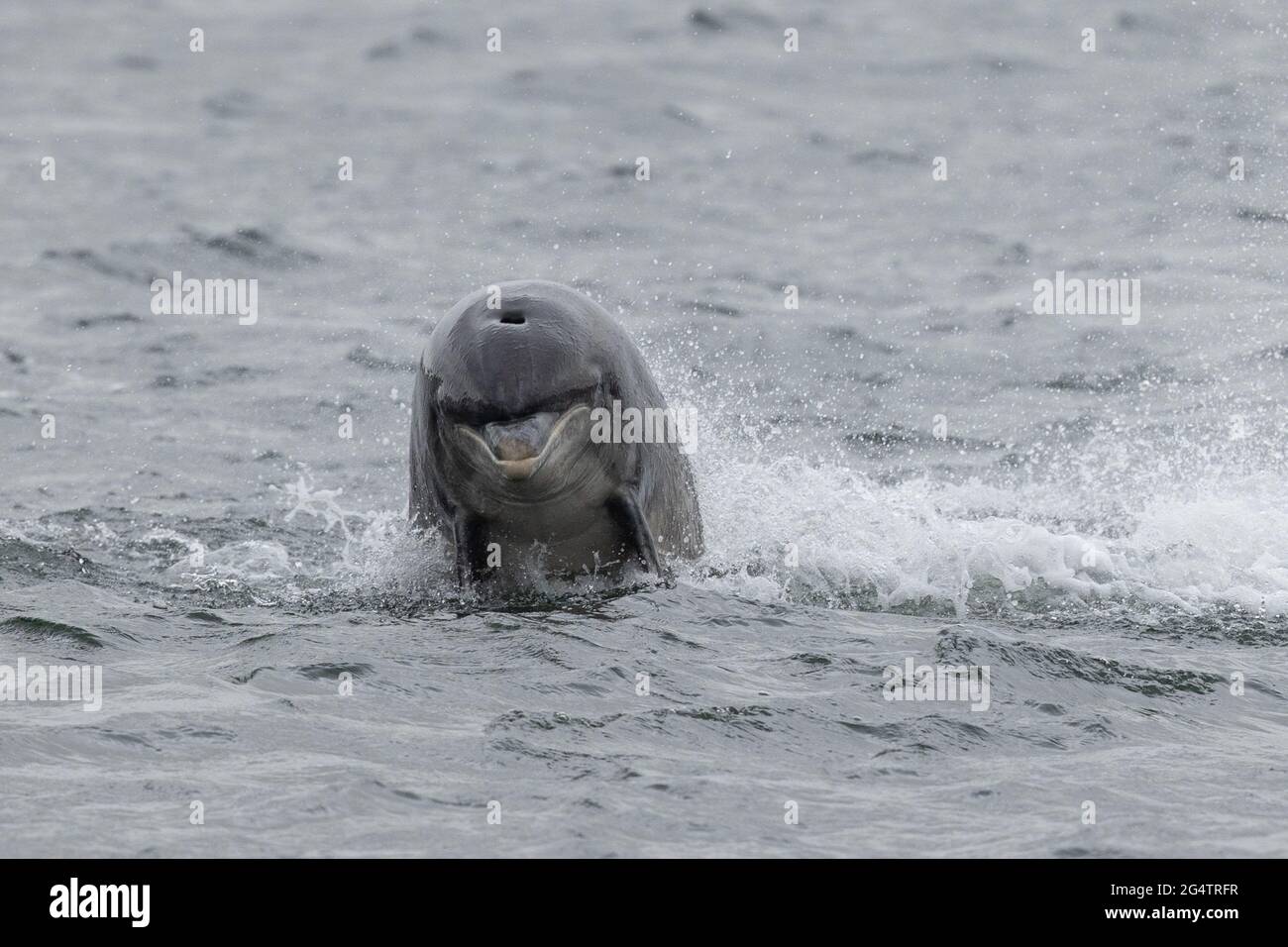 Bottlenose Dolphins at Chanonry Point, Scottish Highlands Stock Photo ...