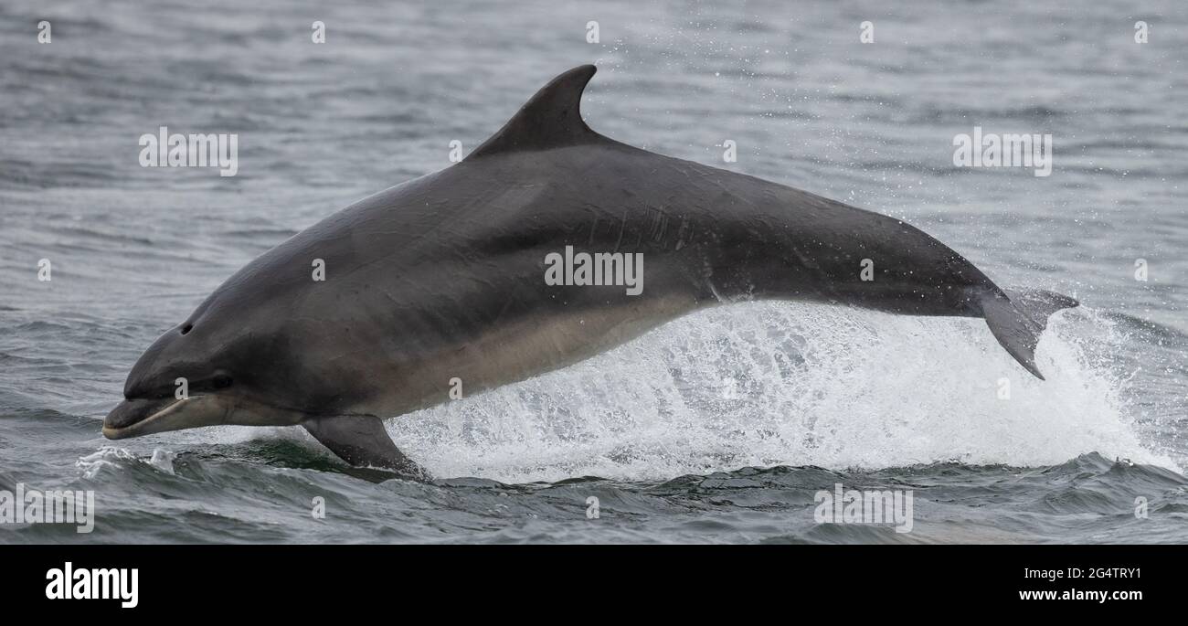 Chanonry point lighthouse inverness hi-res stock photography and images ...