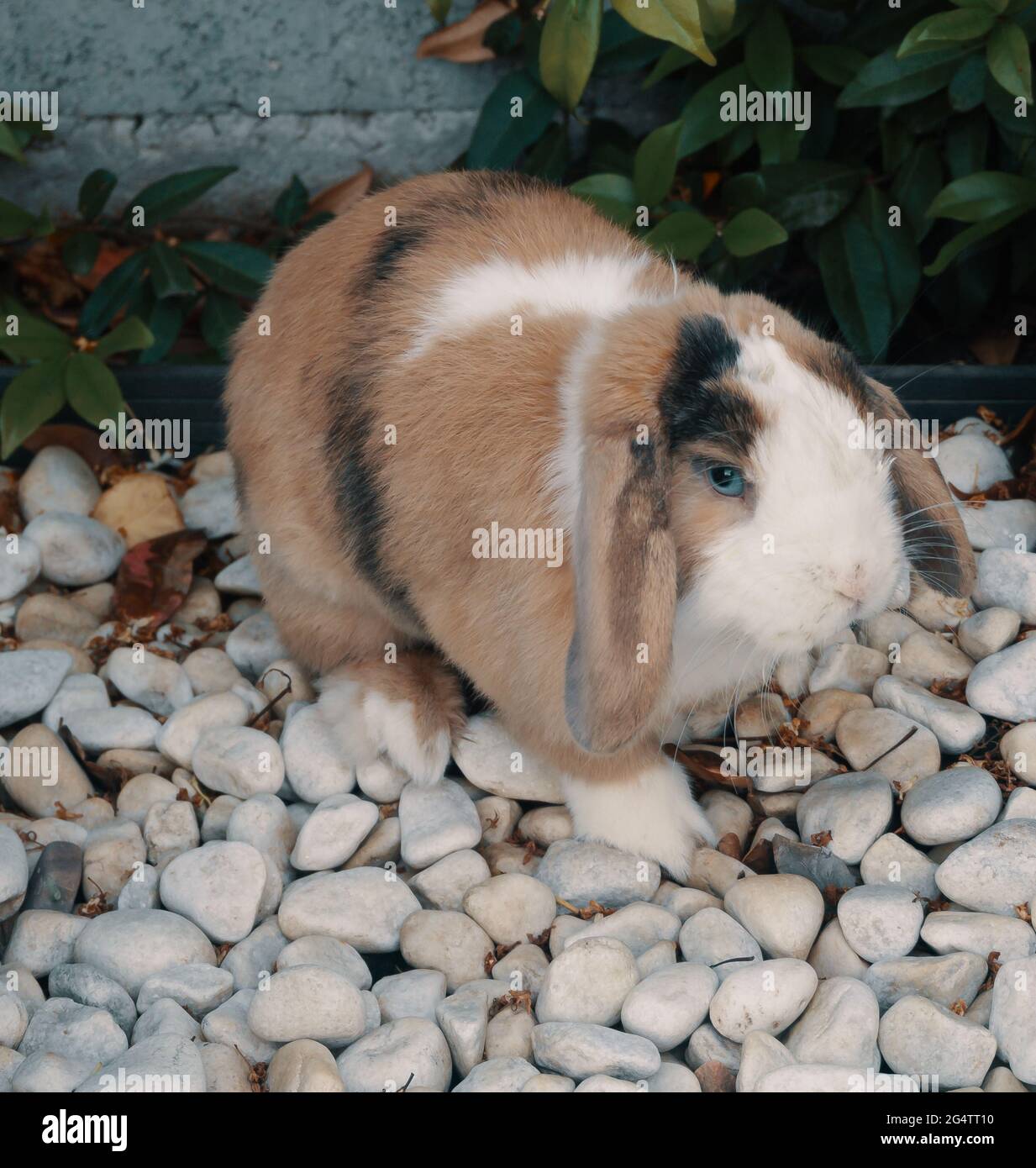 Portrait of a domestic rabbit of the french lop breed sitting on ...