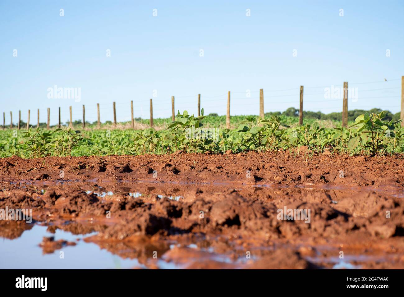 puddle full of mud on the road on the farm in Mato Grosso do Sul ...