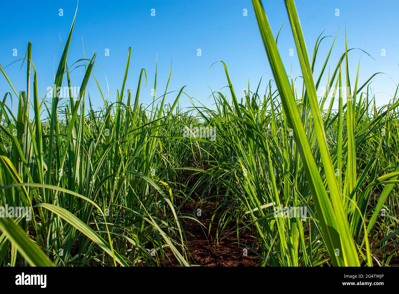 Sugar cane plantation brazil hi-res stock photography and images - Alamy