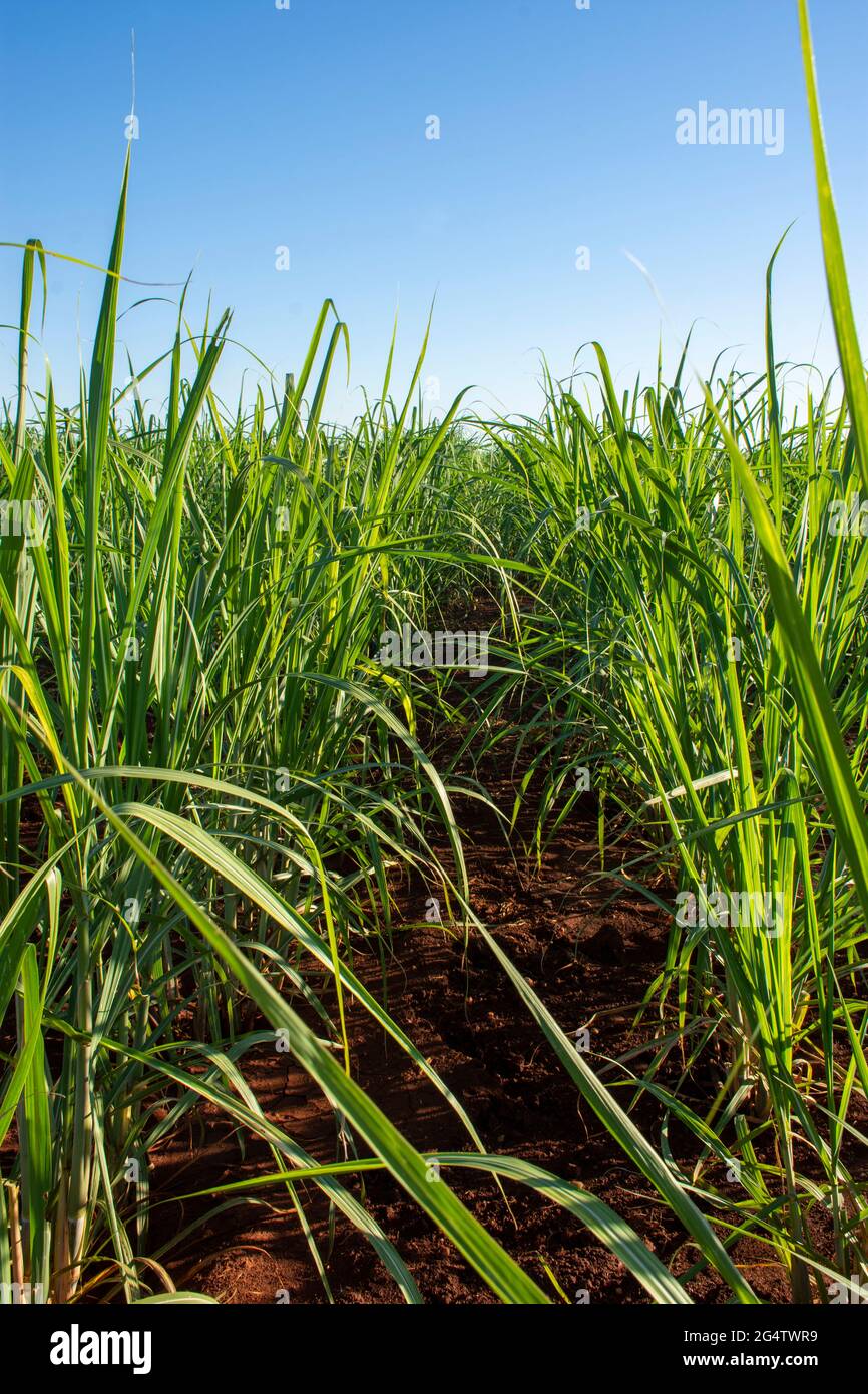 Industrial farming brazil hi-res stock photography and images - Alamy