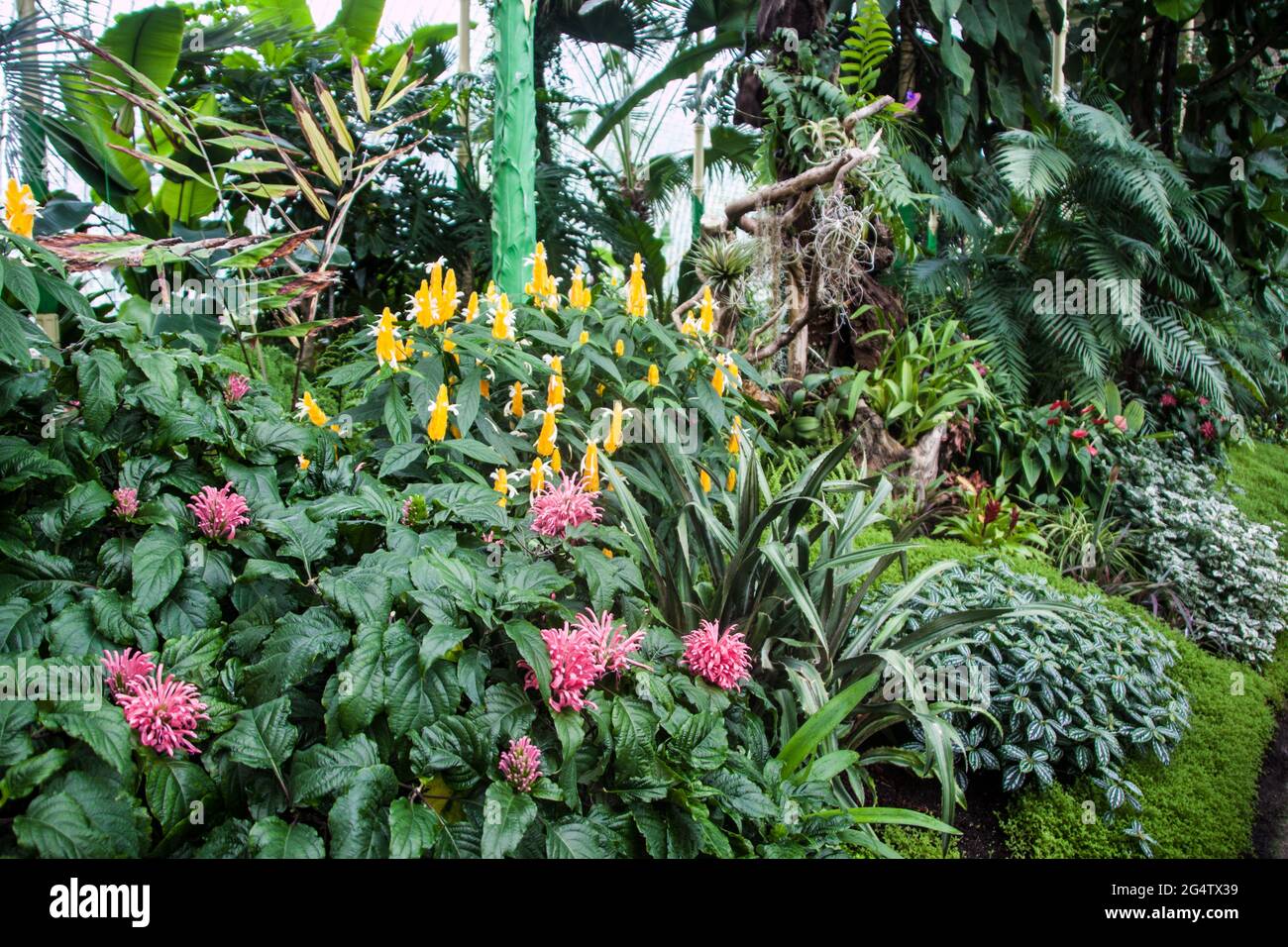 Plants inside a historic greenhouse at chateau Lednice in southern ...
