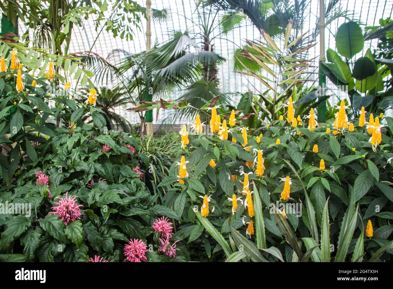 Plants inside a historic greenhouse at chateau Lednice in southern ...