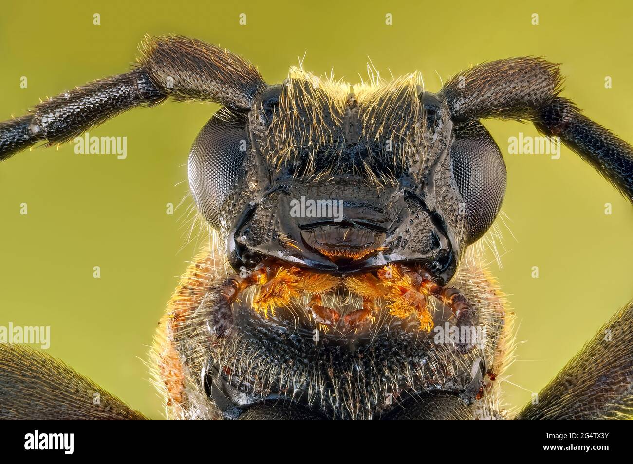Brown marmorated stink bug Stock Photo - Alamy