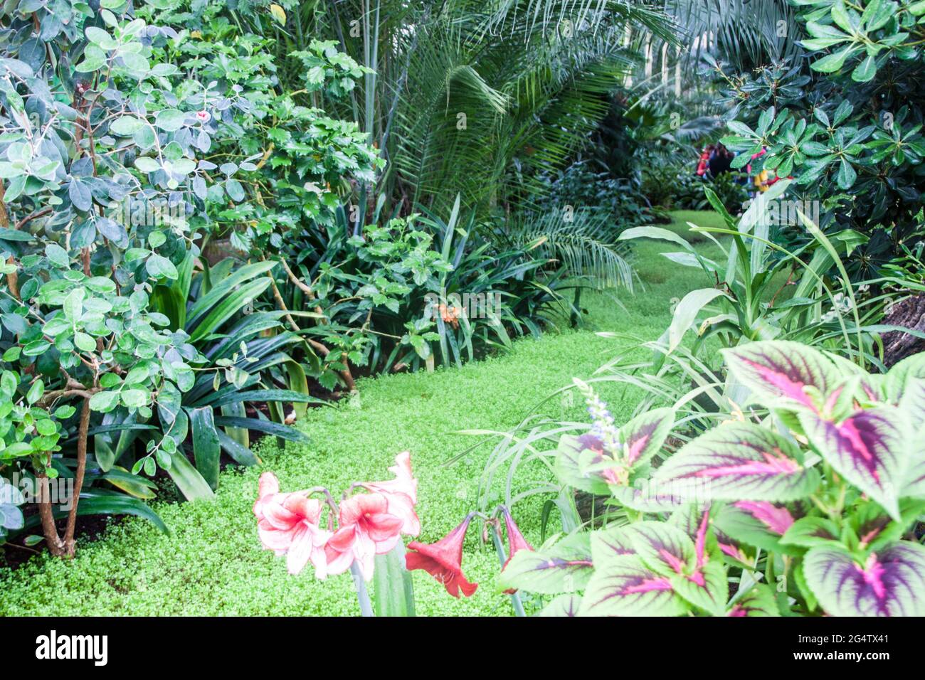 Plants inside a historic greenhouse at chateau Lednice in southern ...