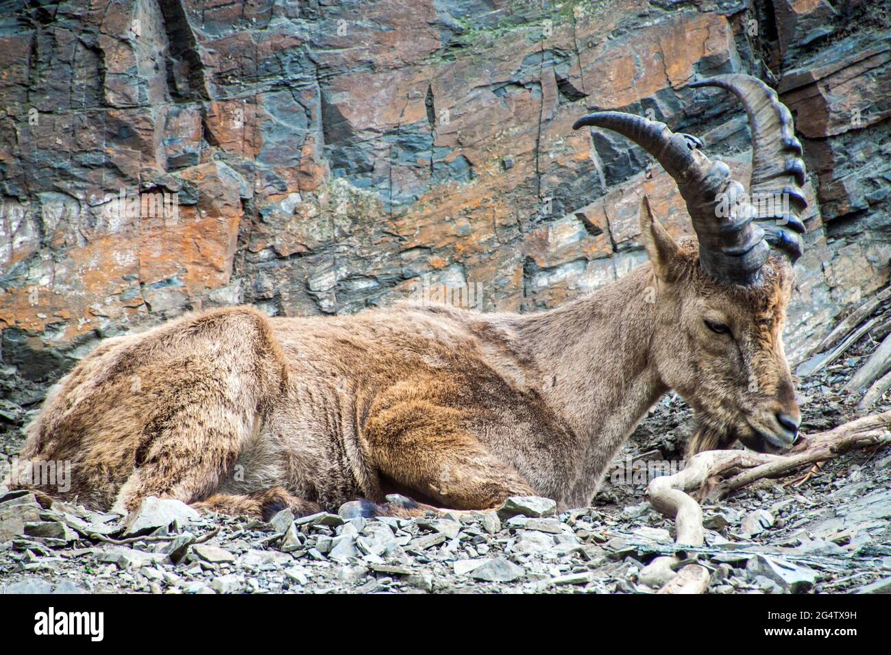Capra caucasica caucasica hi-res stock photography and images - Alamy