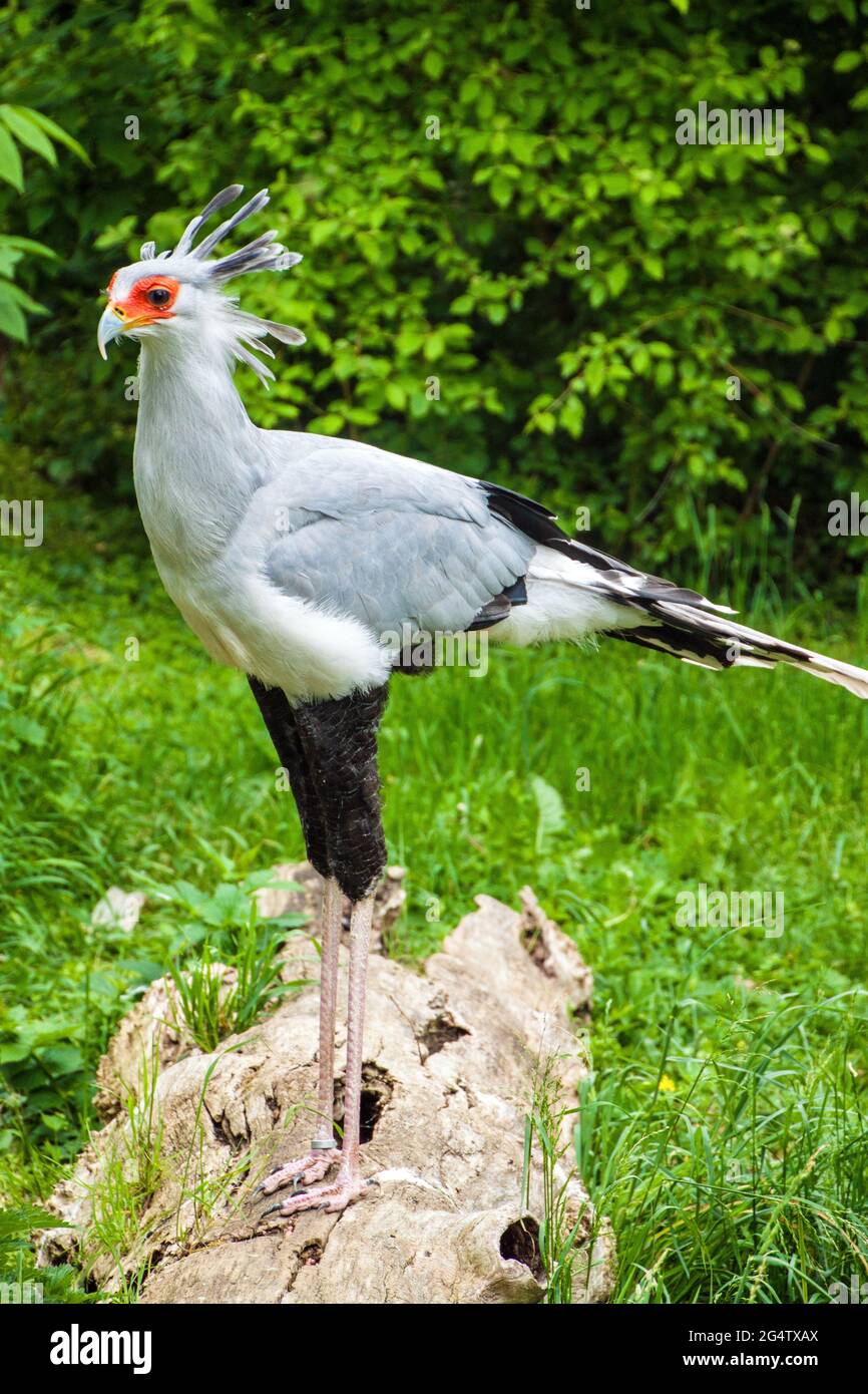 Secretary bird (Sagittarius Serpentarius) in Prague zoo Stock Photo - Alamy