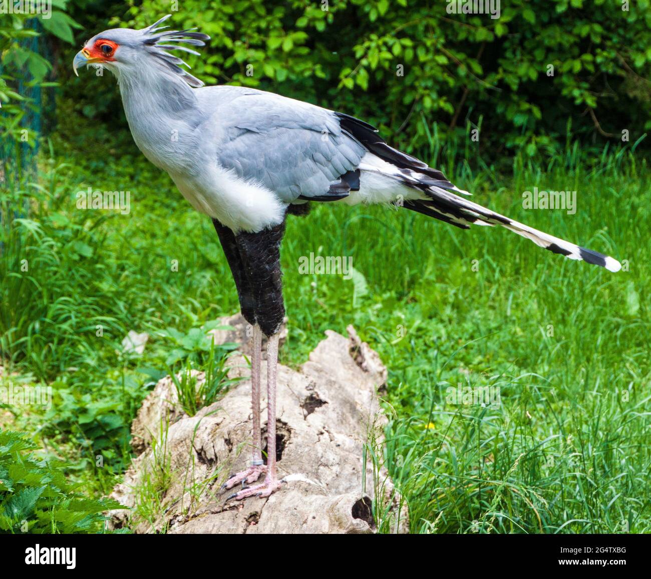 Secretary bird (Sagittarius Serpentarius) in Prague zoo Stock Photo - Alamy