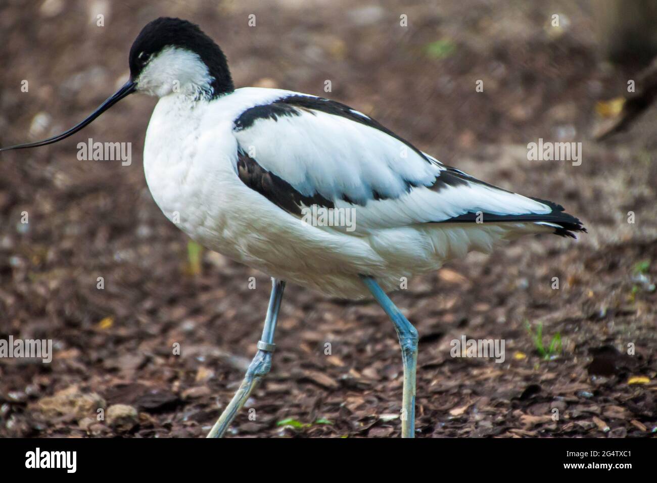 Recurvirostra avosetta pied avocet hi-res stock photography and images ...