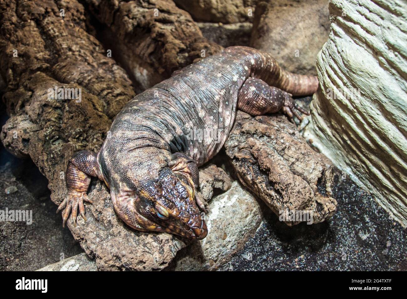 Red tegu (Tupinambis Rufescens) in Prague zoo Stock Photo - Alamy
