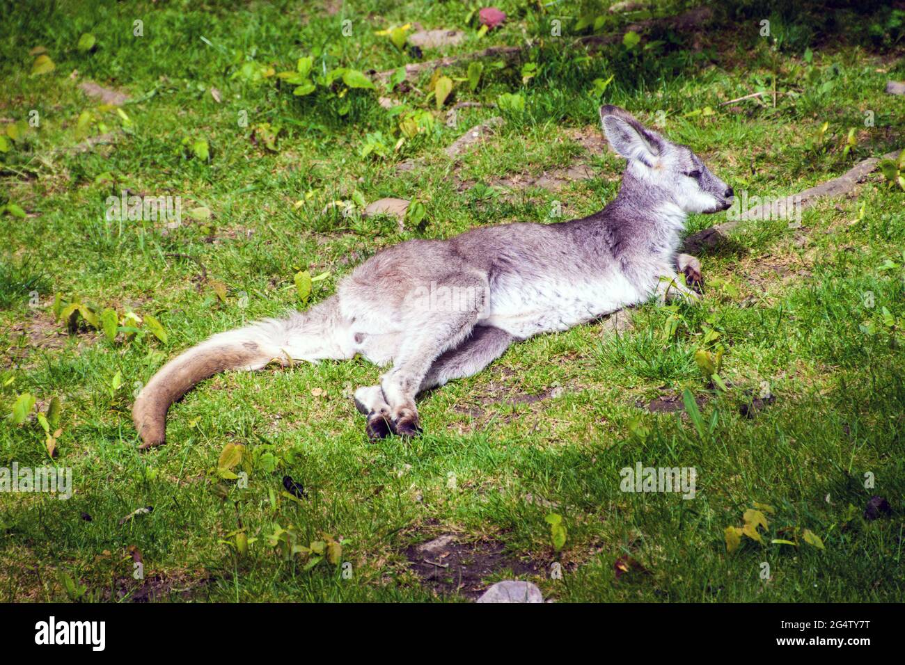 Common wallaroo (Macropus Robustus Robustus) in Prague zoo Stock Photo ...