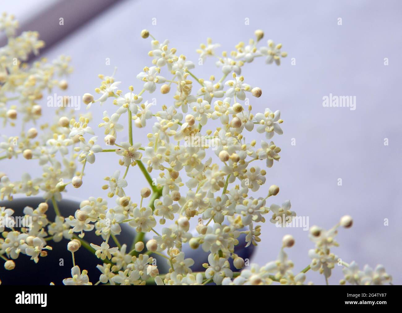 Elder flower close up Stock Photo - Alamy
