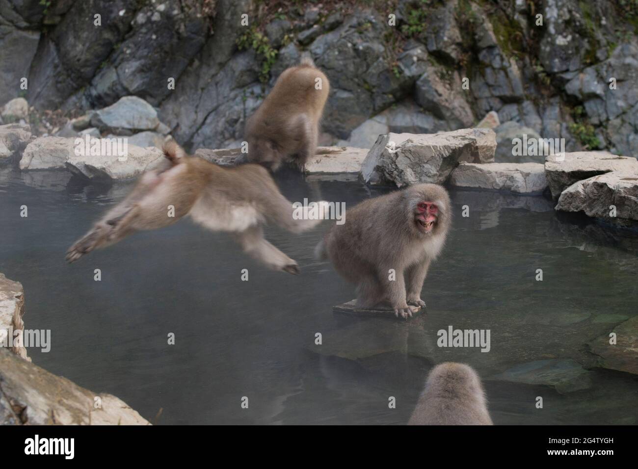Snow monkeys at Jigokudani Monkey Park in Yamanouchi, Nagano Prefecture ...