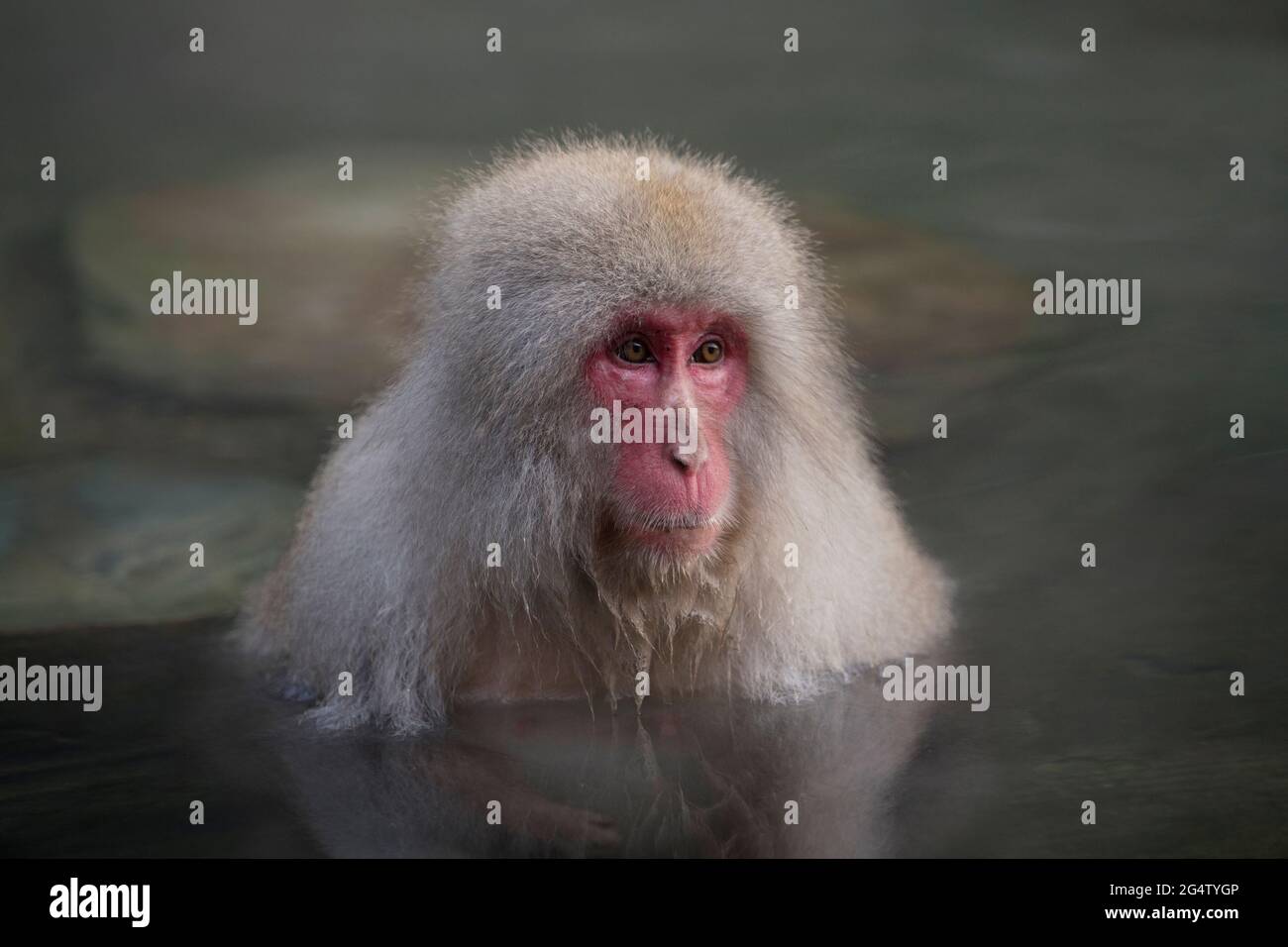 Snow monkey in the hot spring at Jigokudani Monkey Park in Yamanouchi ...