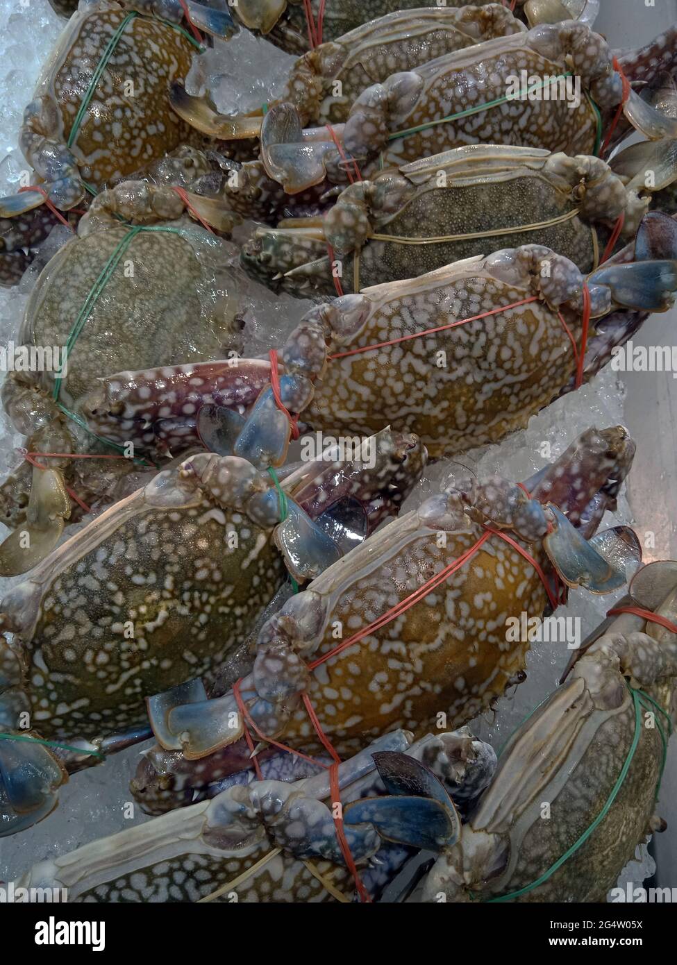 Blue crab on ice, fresh, sold in the market Stock Photo - Alamy