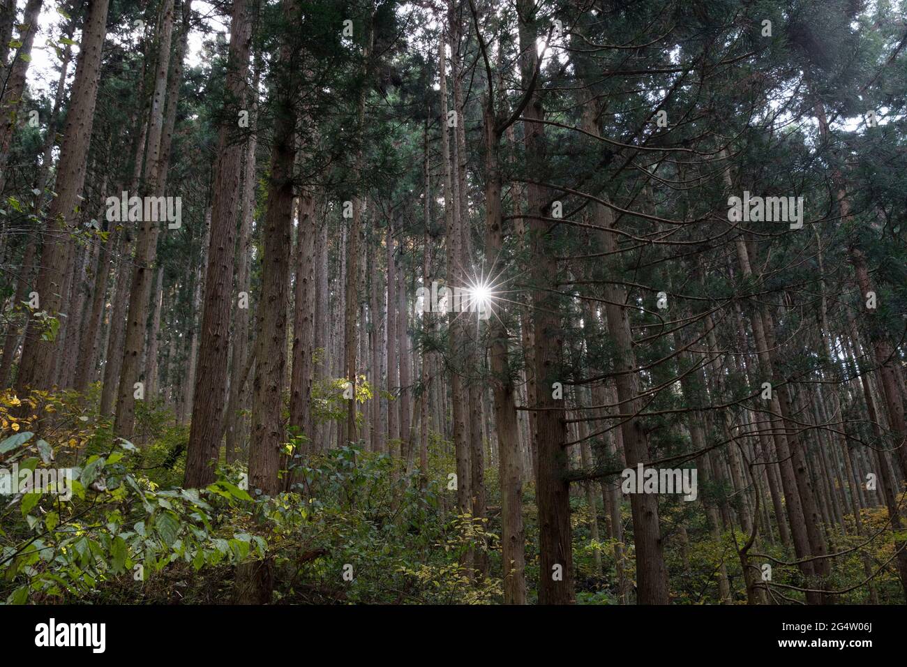 The sun setting between tall trees in a forest in Nagano prefecture ...