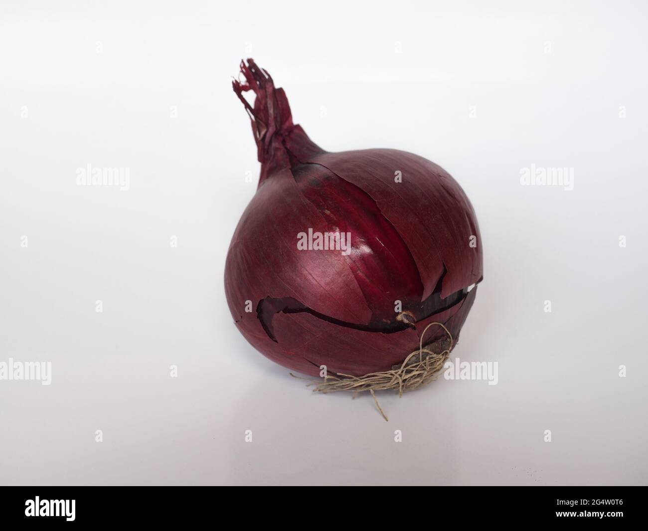 red onions (scientific name Allium cepa aka bulb onion or common onion ...