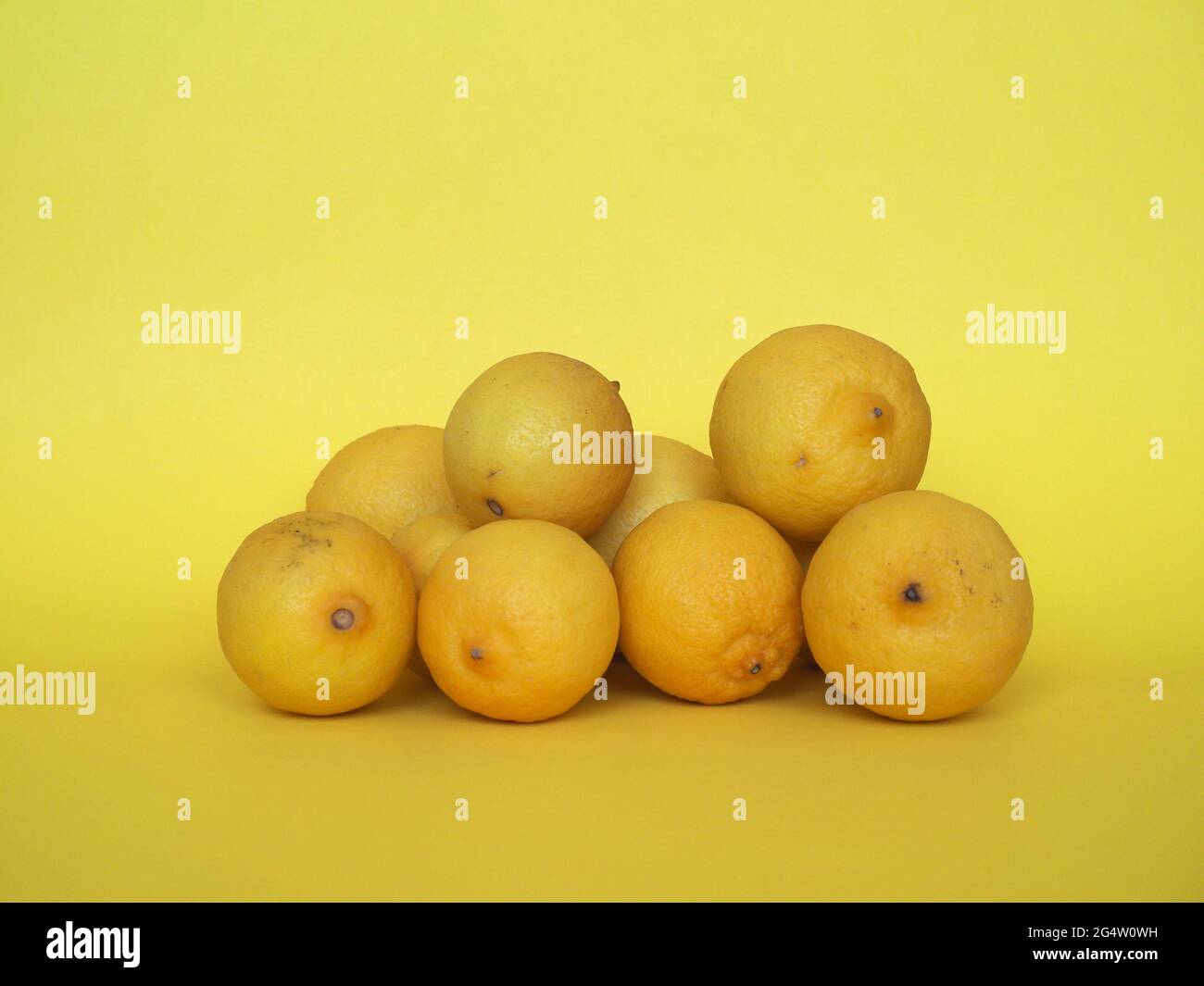 lemon fruits (scientific name Citrus limon) over yellow background ...