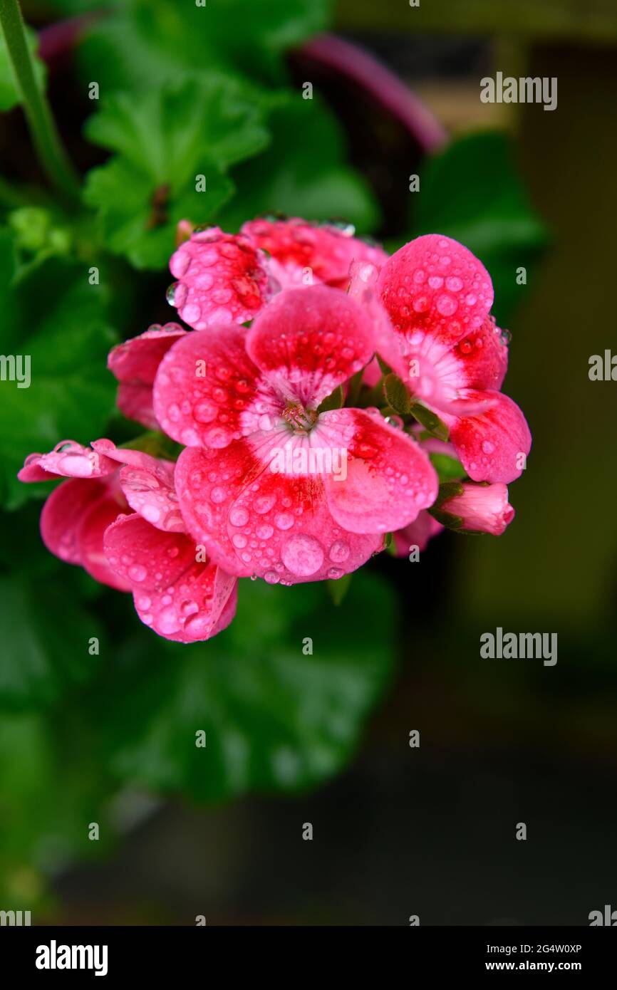 Pink Geranium (Geranium) Flower in a Pot Stock Photo - Alamy