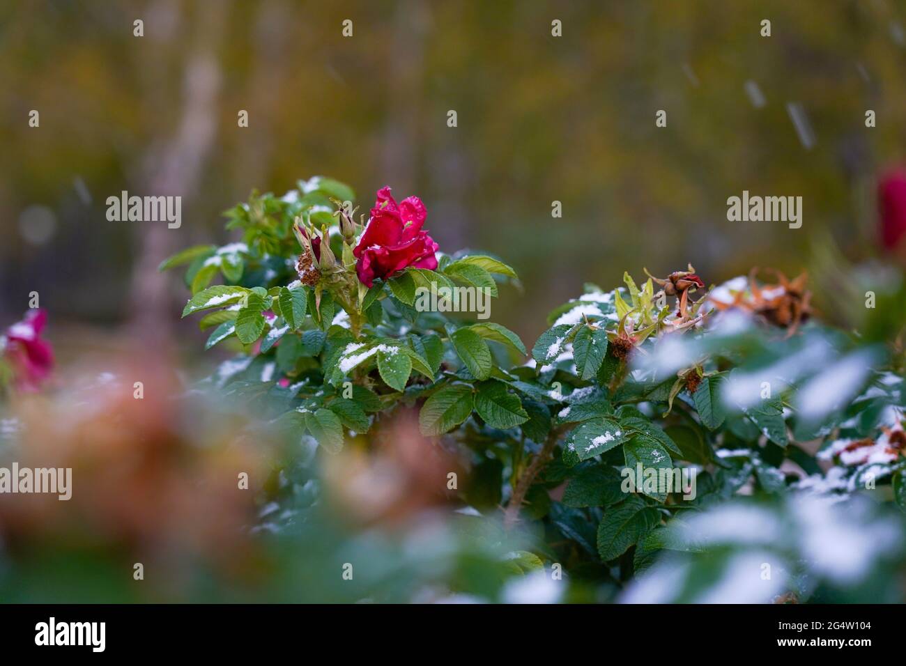 Rose bushes under the snow. Beautiful rose bush with pink flowers under ...