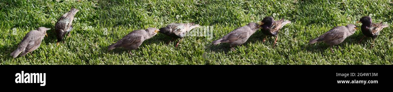 Common starling fledged bird hi-res stock photography and images - Alamy