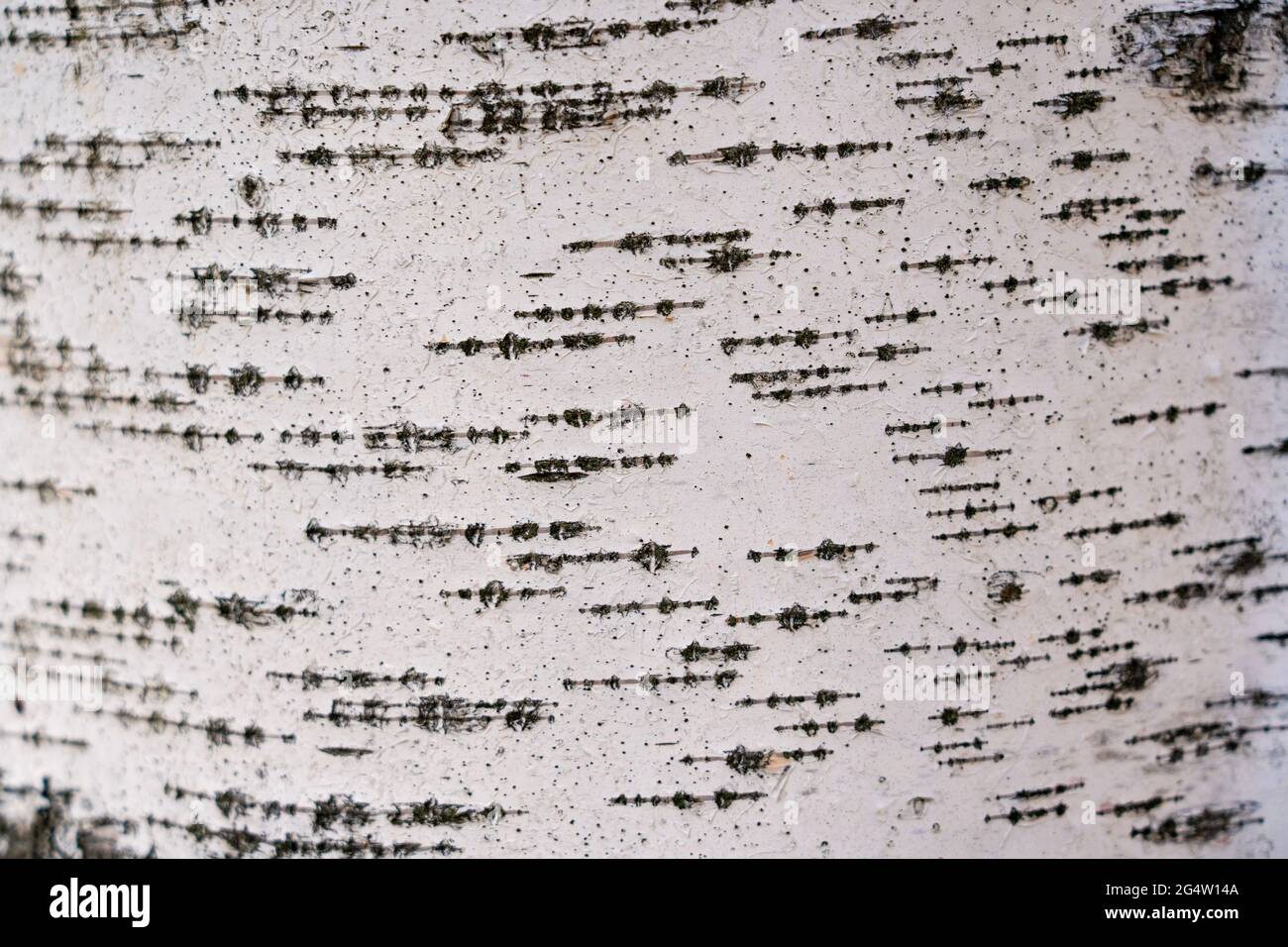 Birch bark close-up. White deciduous tree bark Stock Photo - Alamy