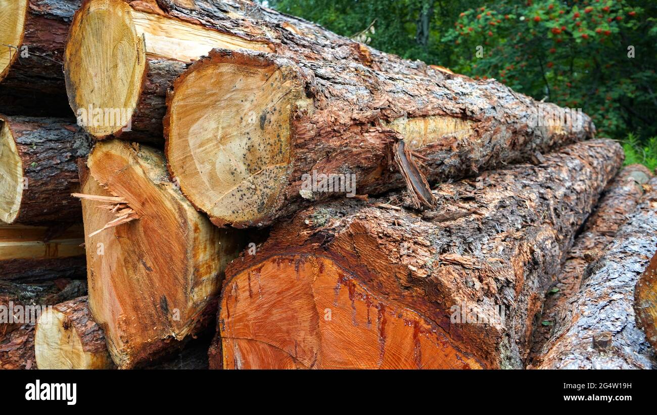 Log deforestation forest background hi-res stock photography and images ...
