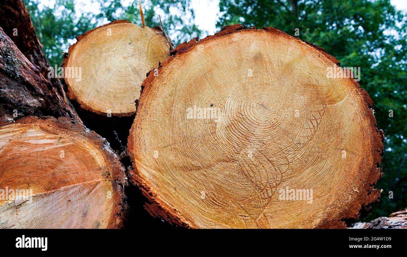 Cross section of spruce and larch lumber. Close-up. Background texture ...