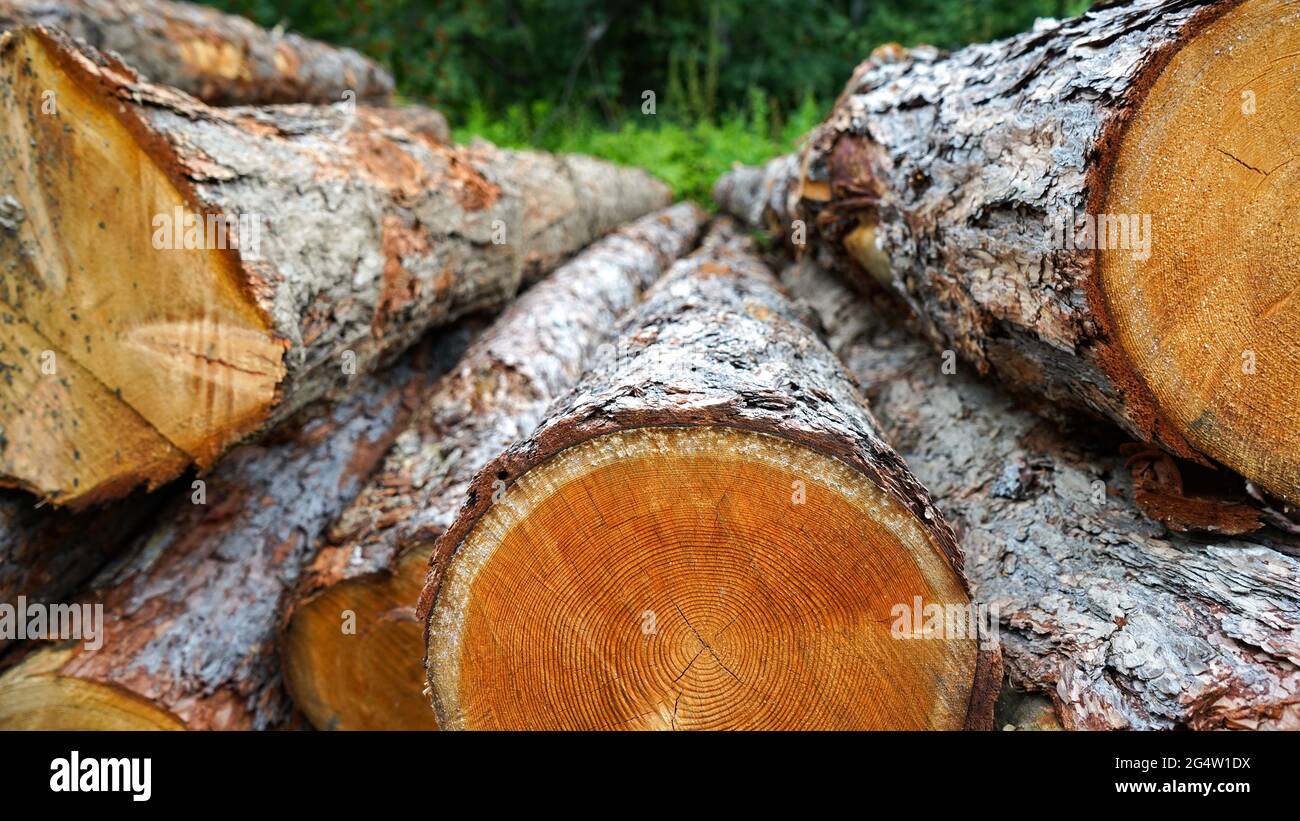 Log deforestation forest background hi-res stock photography and images ...