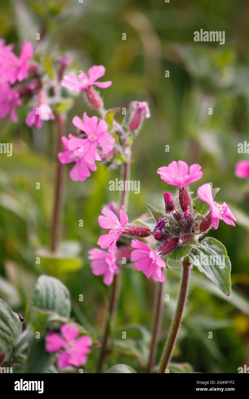 Red Campion (Silene dioica) wild Flower in Field Stock Photo - Alamy