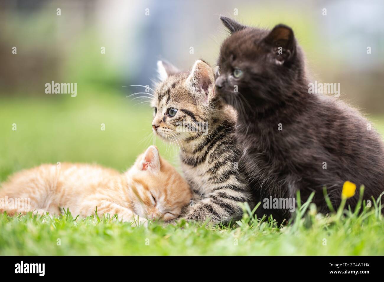 Three kittens playing and lying in the garden on the grass or curiously ...