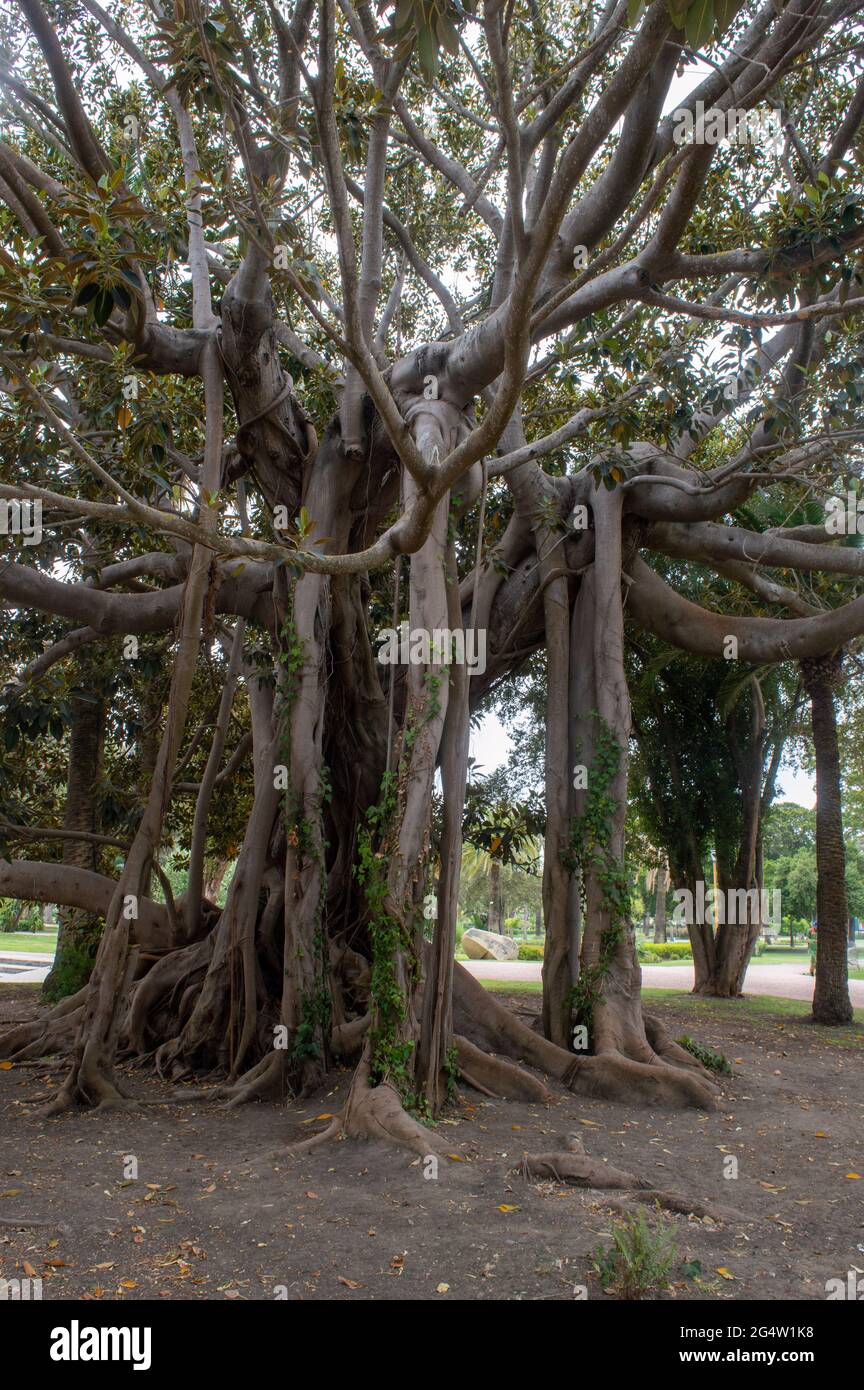 The African tree is old with roots. Vertical tree trunks. Botany Stock ...