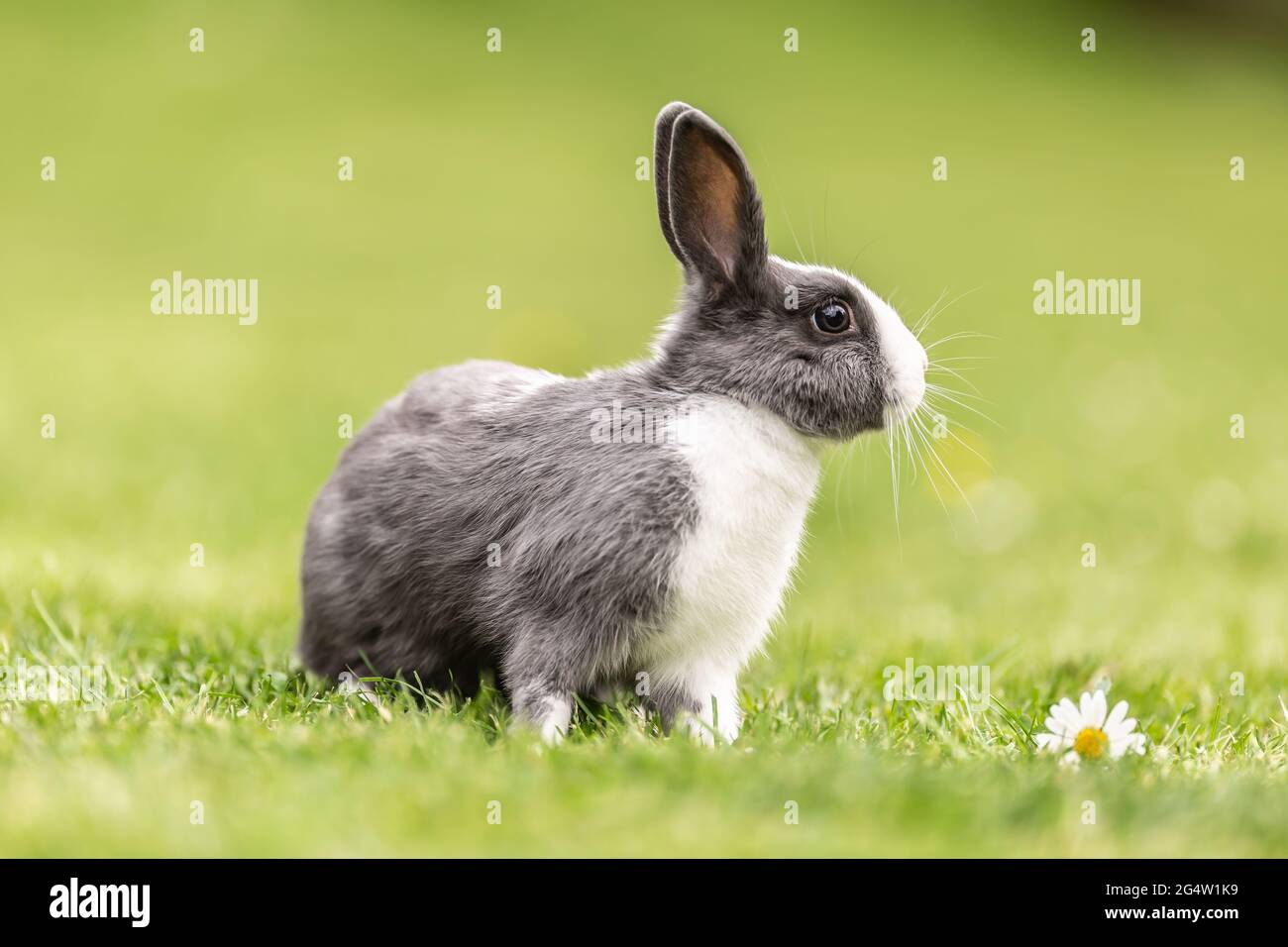Curious livestock rabbit sitting in the grass in the garden Stock Photo ...