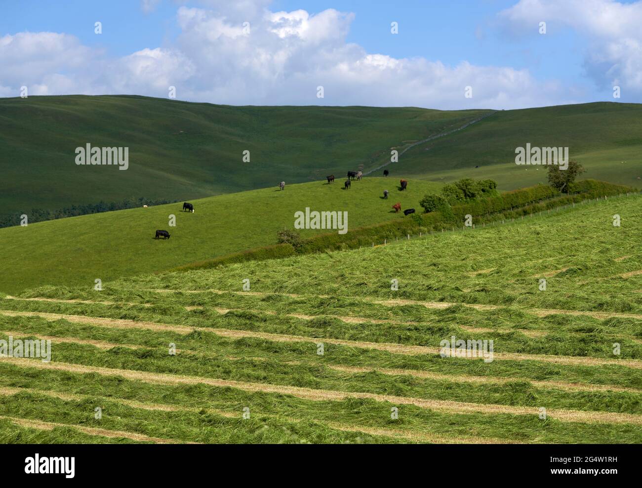 Cattle grazing next to a field of silage in the rolling hills of the ...