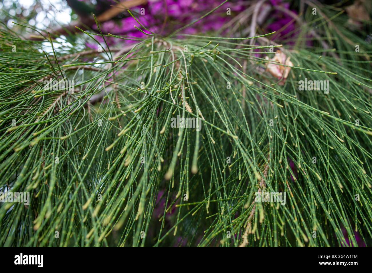 Needle part of plant hi-res stock photography and images - Alamy