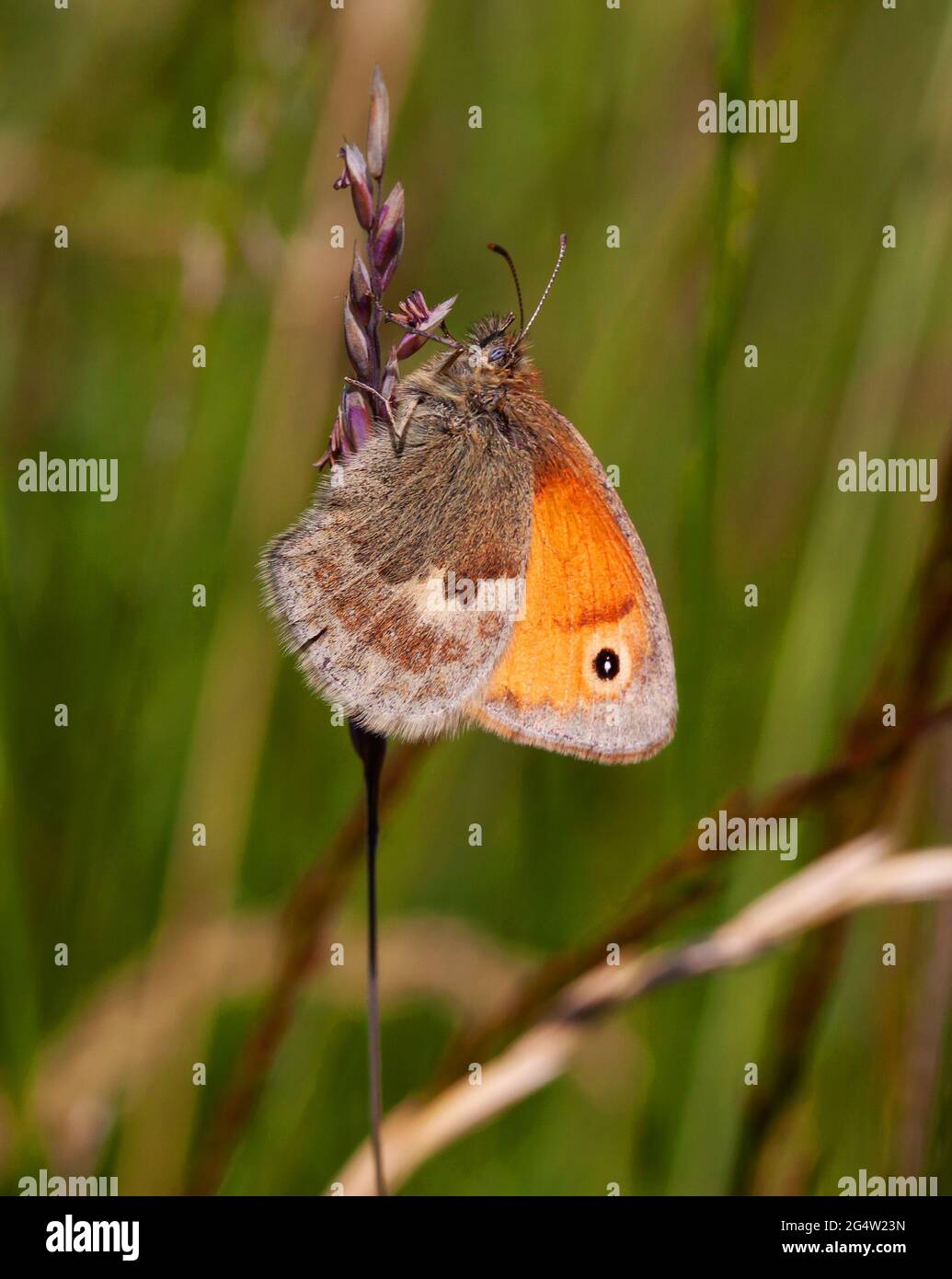Small Heath butterfly on a grass stem Stock Photo - Alamy