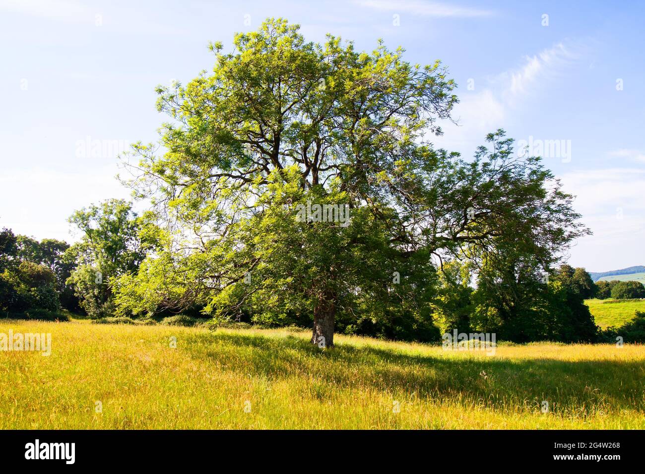 Beautiful isolated Ash Tree in the Cotswold Hills Stock Photo - Alamy