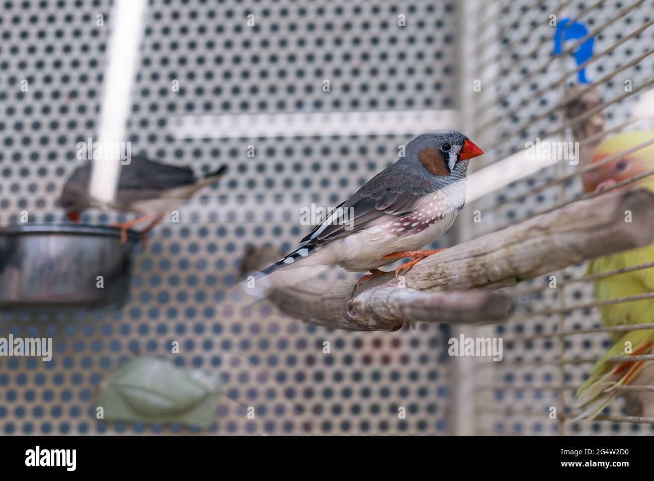 Little finch bird in aviary Stock Photo - Alamy