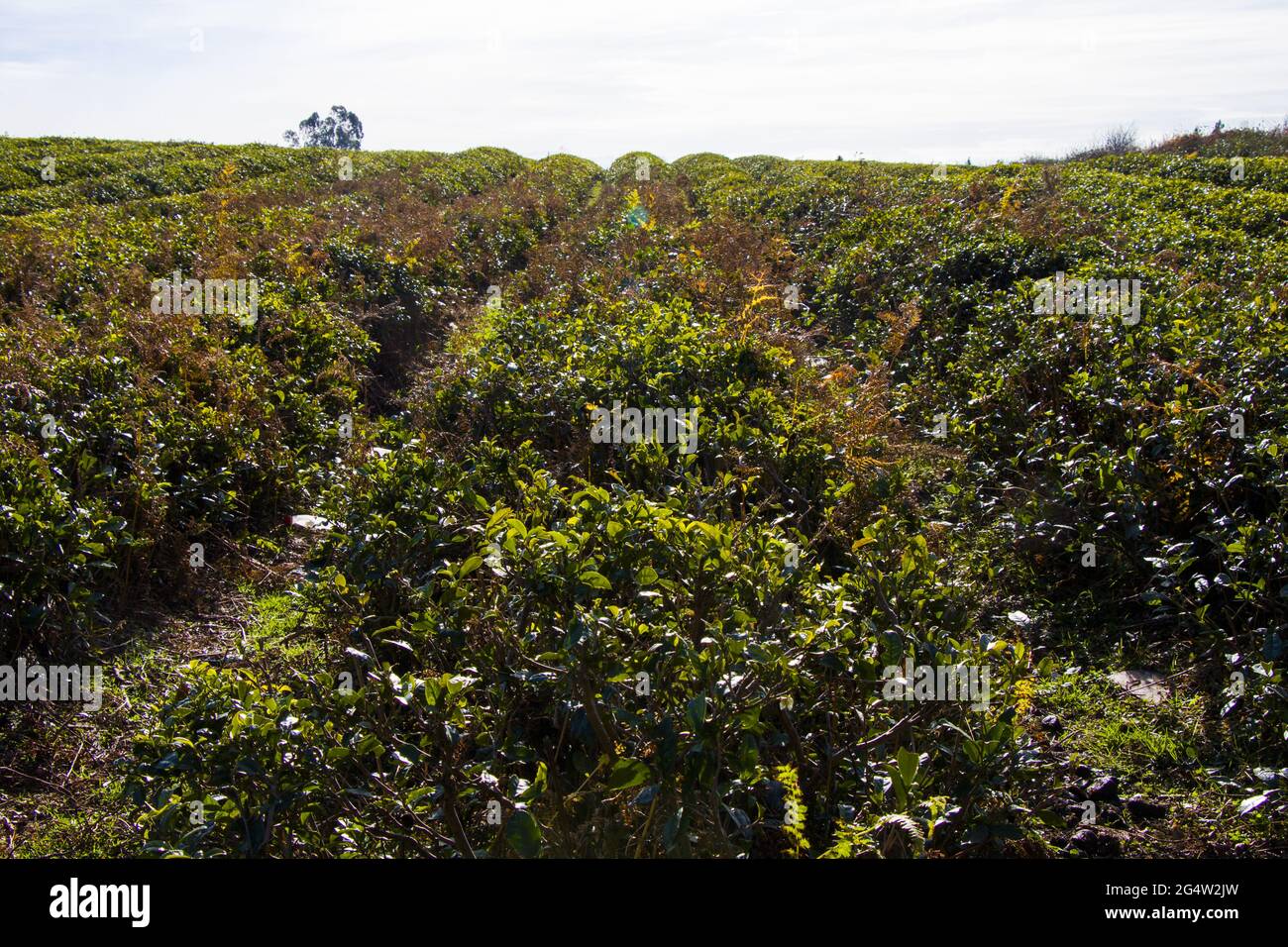 High angle shot of tea plantations with tea trees in Georgia Stock ...
