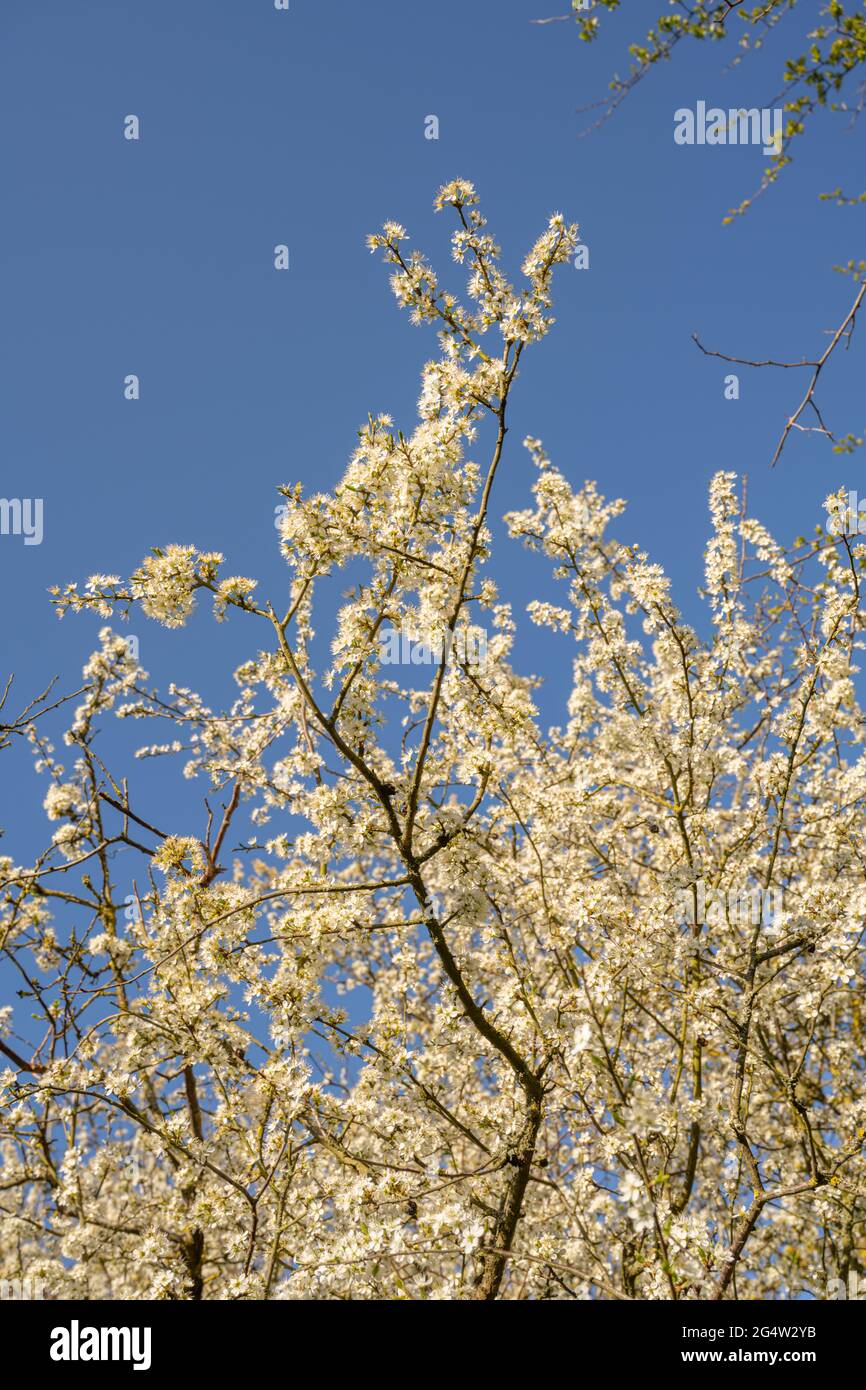 Blossom trees in spring. Kent England Stock Photo - Alamy