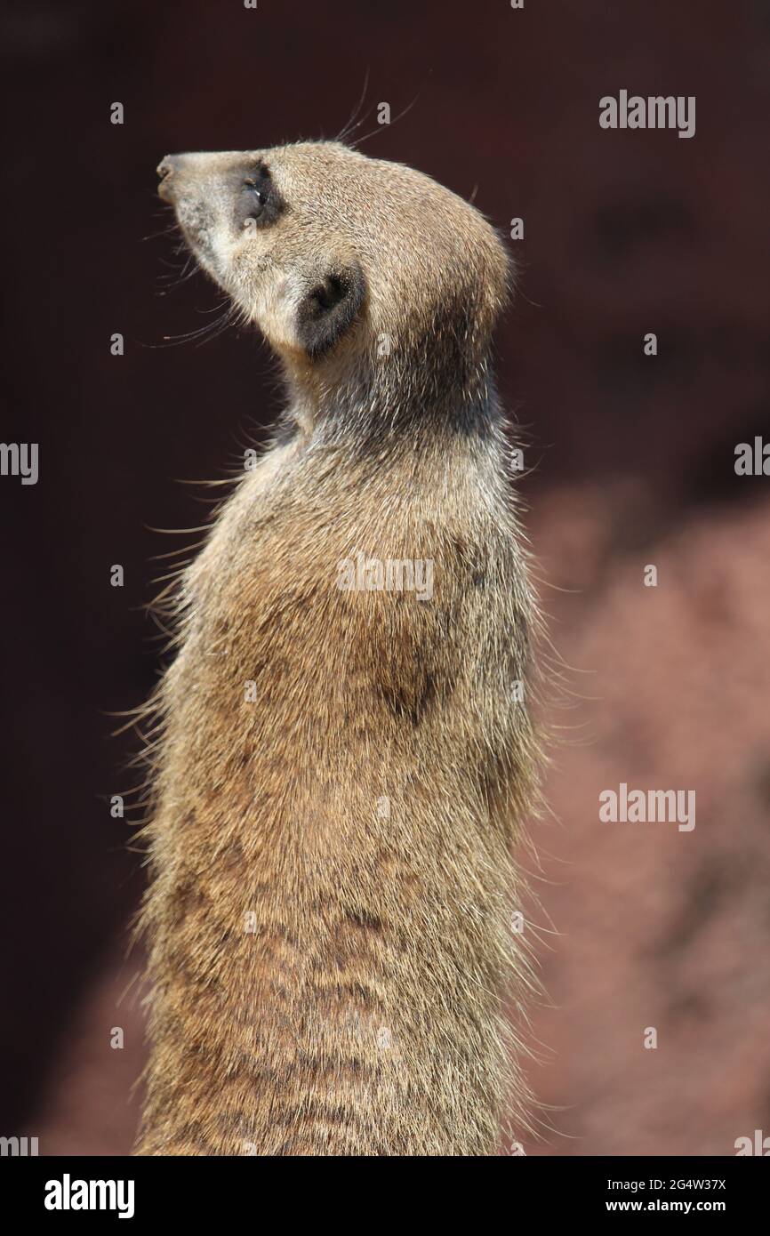 Back view of a furry meerkat looking up Stock Photo - Alamy