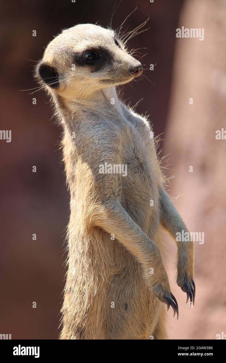 Side view furry mongoose standing hi-res stock photography and images ...
