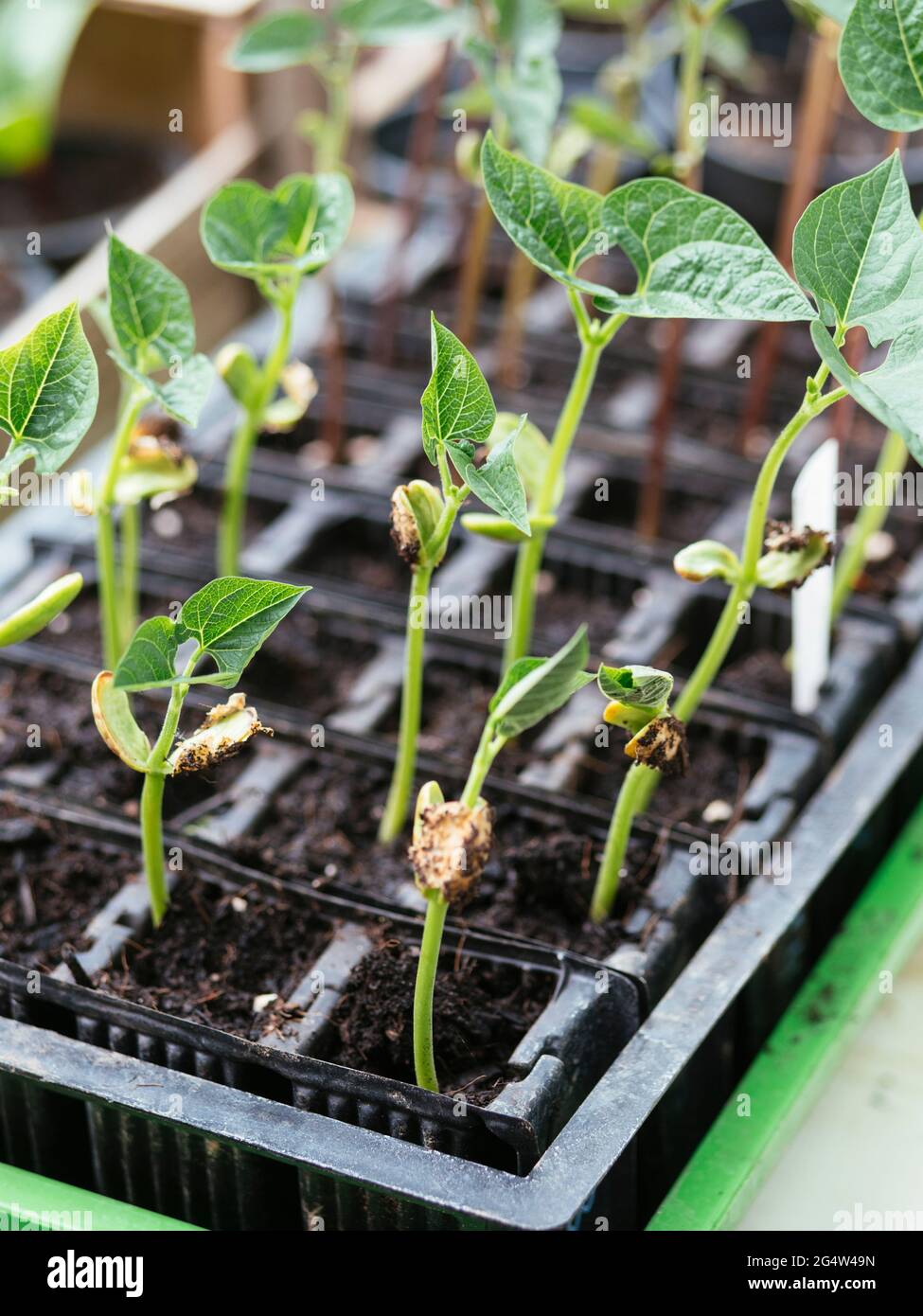 Pole and bush bean seedlings in a root trainer Stock Photo - Alamy
