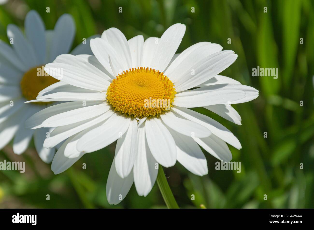 Chamomile flower photography hi-res stock photography and images - Alamy