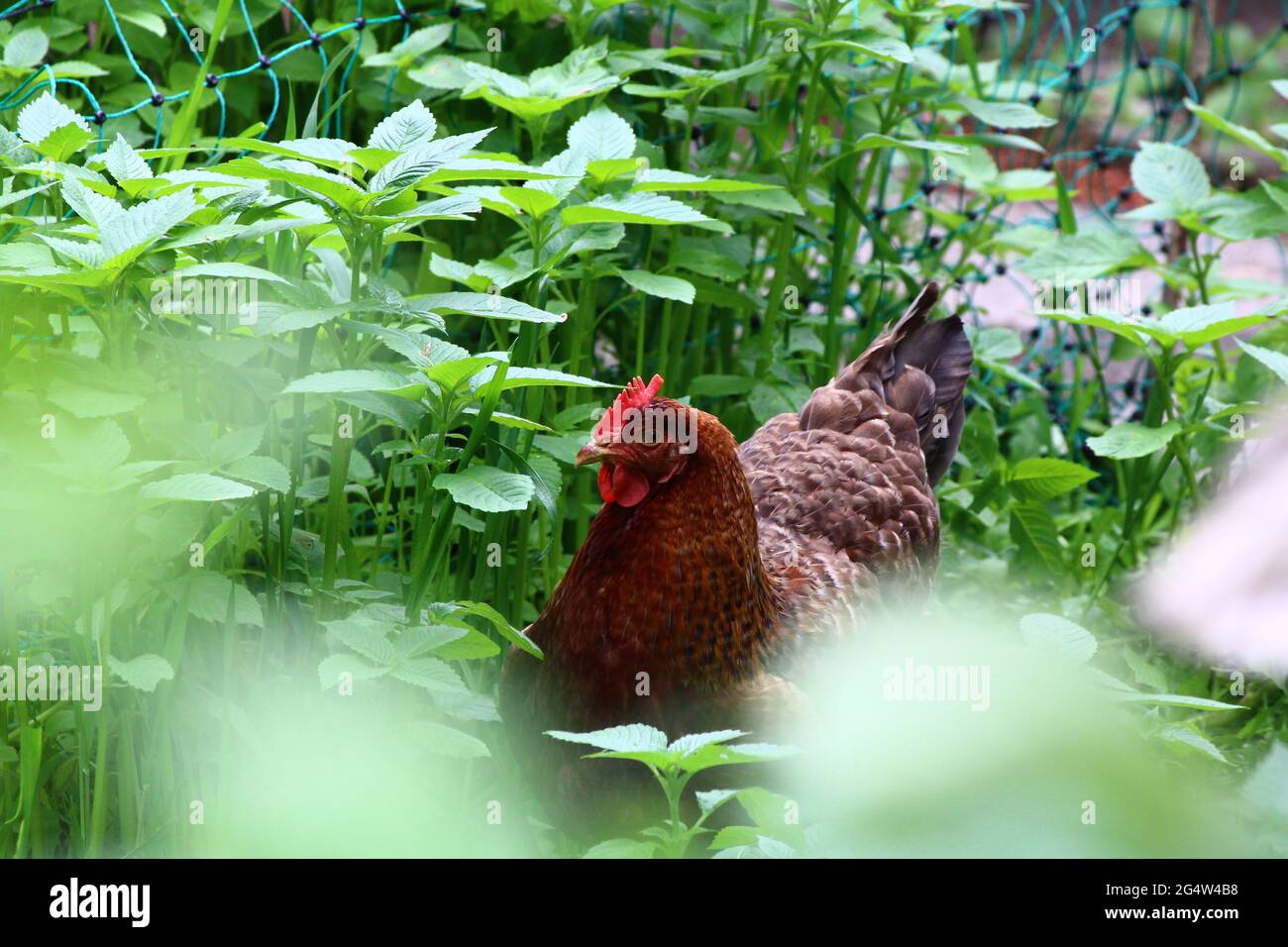 Selective focus of a free-range heritage chicken surrounded with green ...