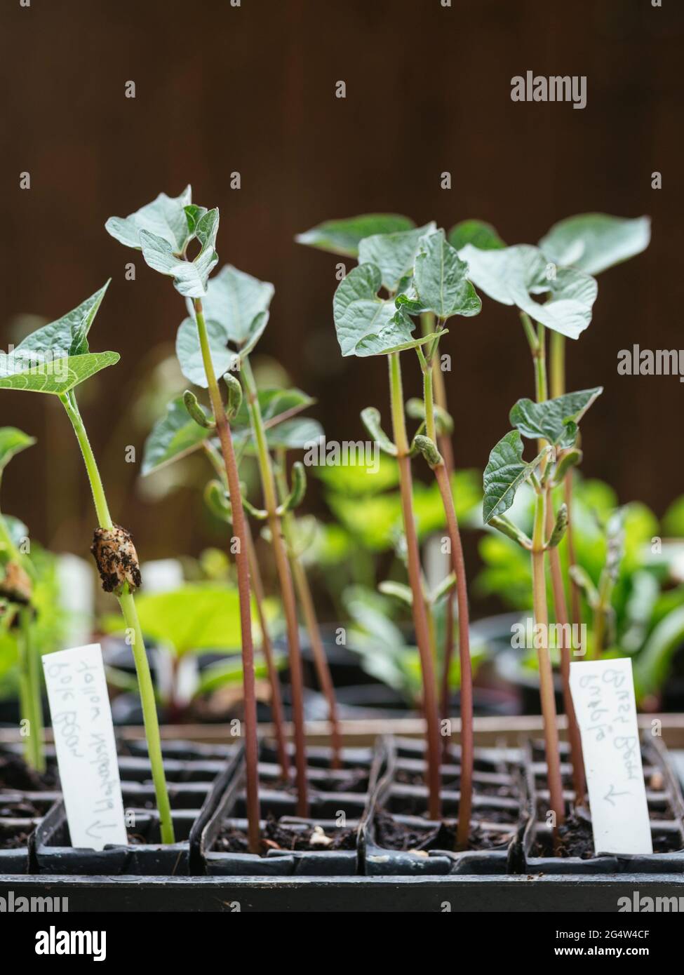 Pole and bush bean seedlings in a root trainer Stock Photo - Alamy