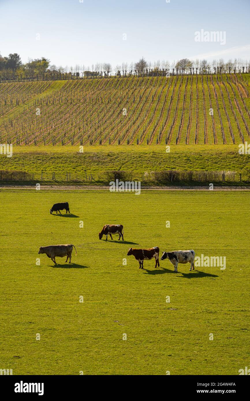 Cattle in a field with a vineyard behind at Meopham Kent Stock Photo ...