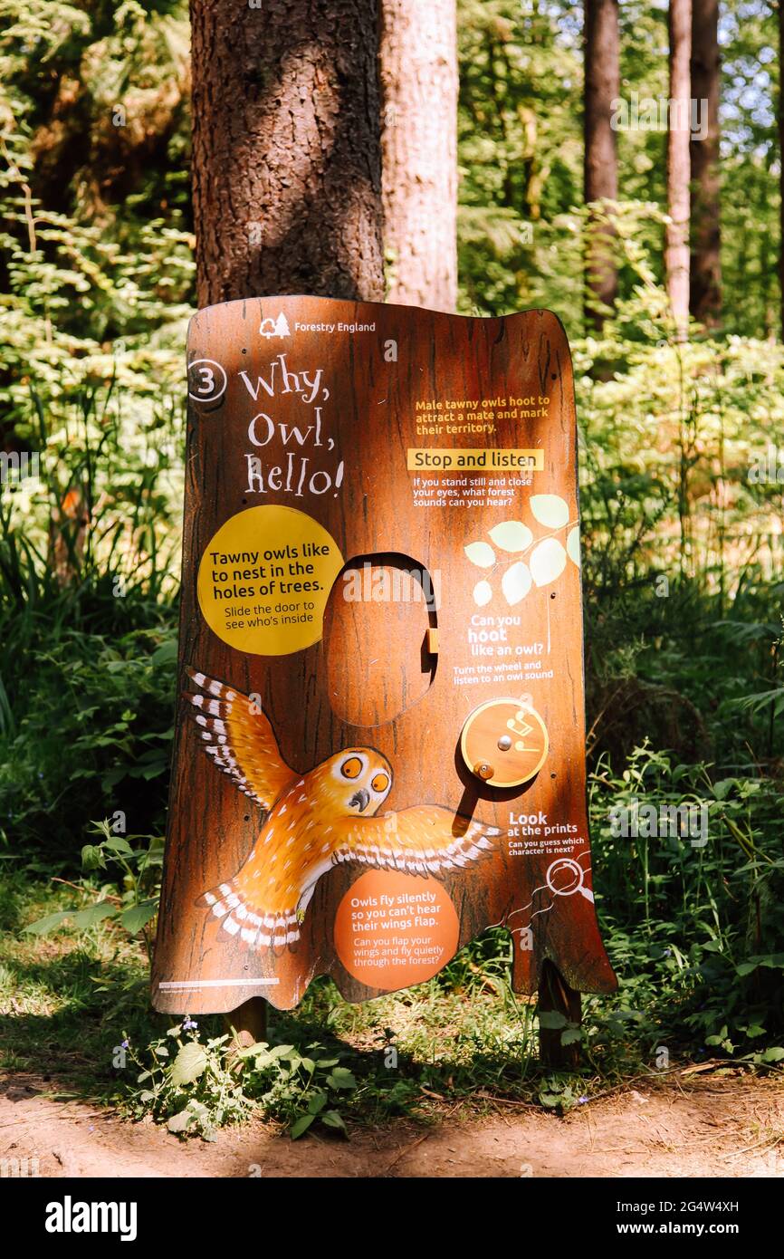 Gruffalo Trail Owl, Alice Holt Forest, Alton, Surrey, UK, Summer June ...