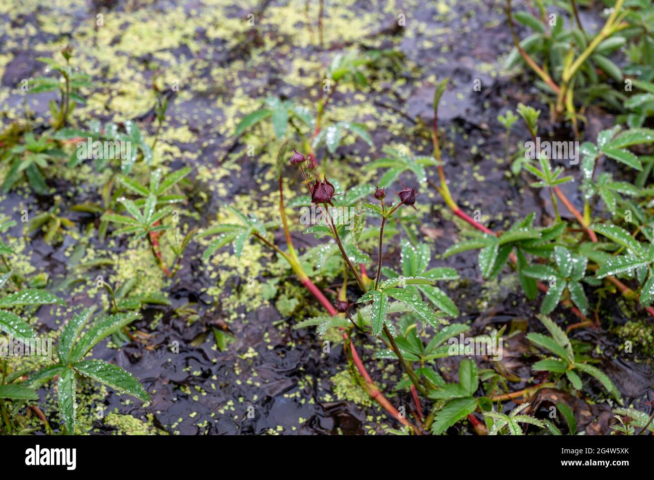 Botanical collection, Comarum palustre or Potentilla palustris ...